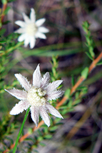 Little Flannel Flower, il rimedio della "leggerezza" - Blog Dott.ssa ...