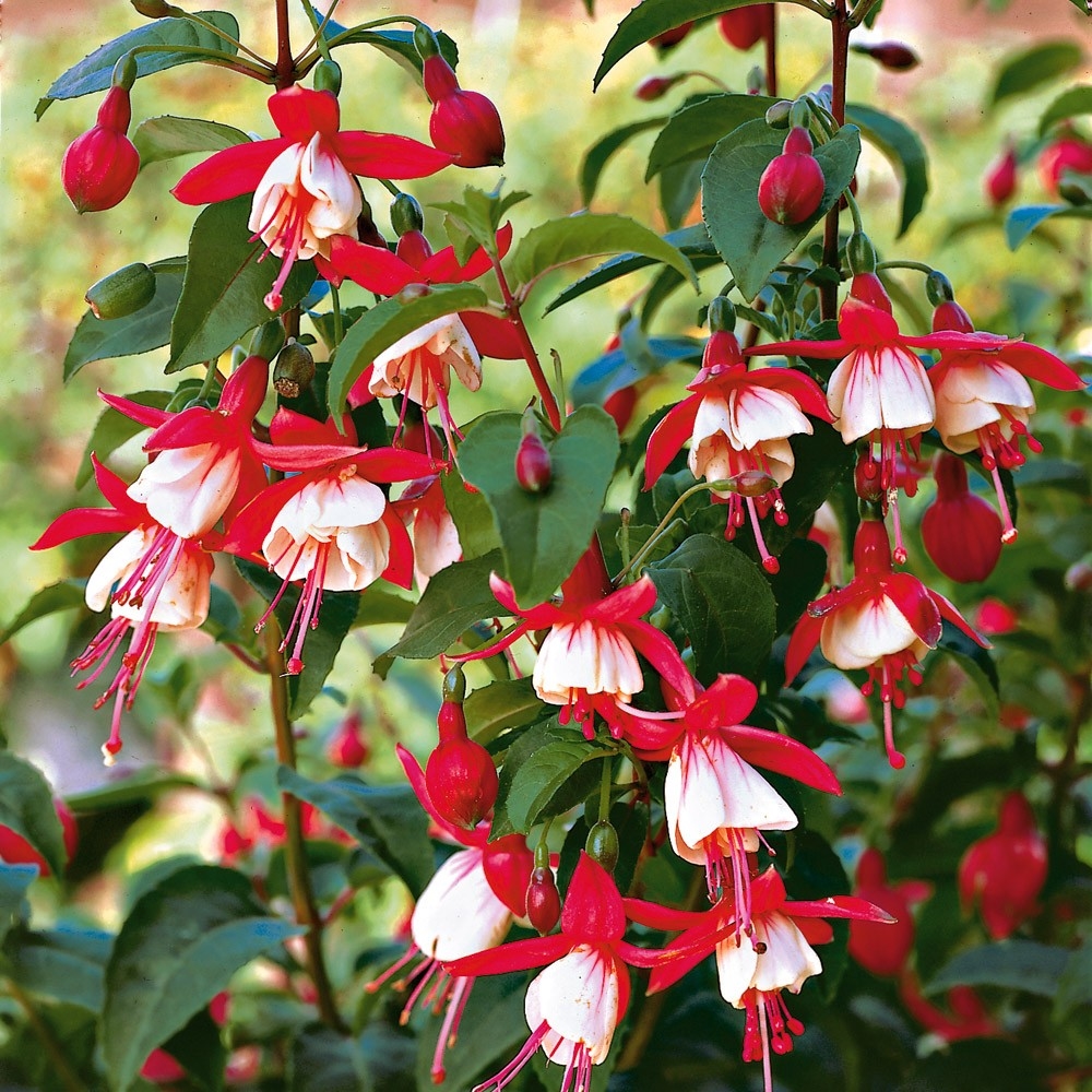 Fuchsia e la fame nervosa - Blog Dott.ssa Maria Elisa Campanini